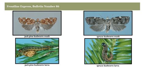 Predicting Jack Pine Budworm Defoliation Canadian Conservation And