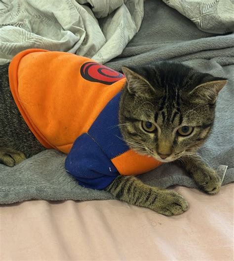 Pin De Abby Bee Em Yt Em 2022 Melhores Gatos Animais Gatos