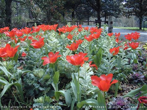 Tulipa Spp