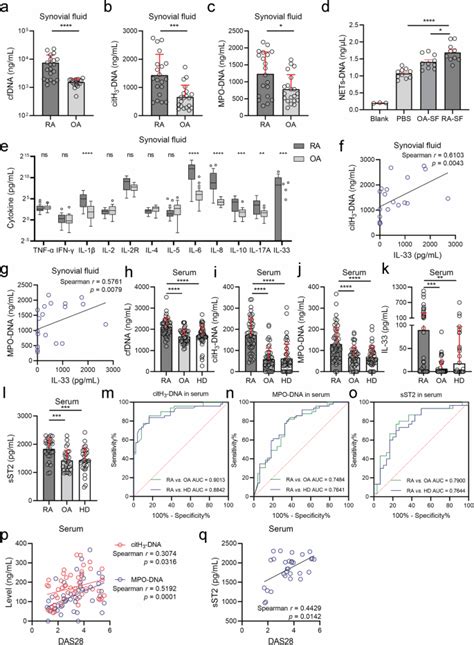 Il33 诱导的中性粒细胞细胞胞外陷阱 （nets） 介导类风湿性关节炎滑膜炎症和 Net 扩增的正反馈回路experimental