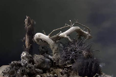 bring your bonsai back to life a step by step revival guide