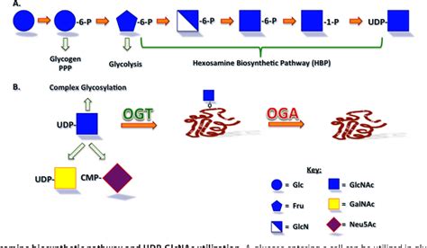 Figure 2 From Multiple Tissue Specific Roles For The O Glcnac Post