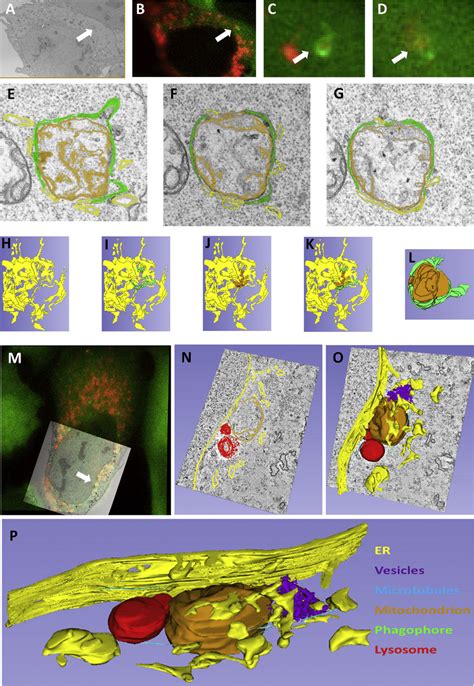 Ultrastructure Of The Forming Phagophore During Mitophagy By