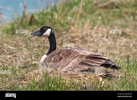 Female Canada Goose Incubating Eggs On Her Nest At The Discovery Nature