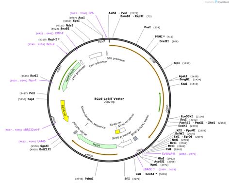 Addgene Bcl6 Lgbit Vector