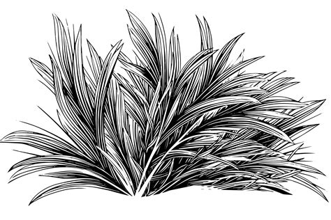 Vintage Hand Drawn Grass Sketch Engraved Style Plant Illustration