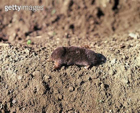 두더지 이미지 A10598483 게티이미지뱅크
