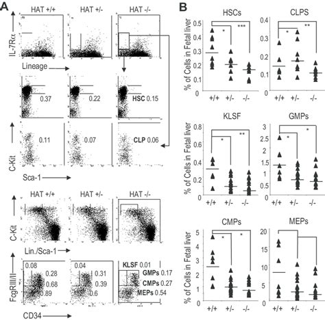 Analyses Of Hsc And Precursor Populations In Hat Hat And Hat