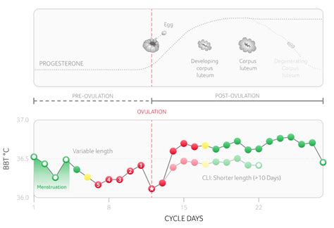 Progesterone Test When And Why To Test Progesterone