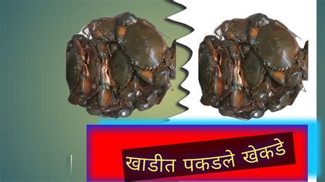 खाडीत पकडले खेकडे 🦀 Youtube