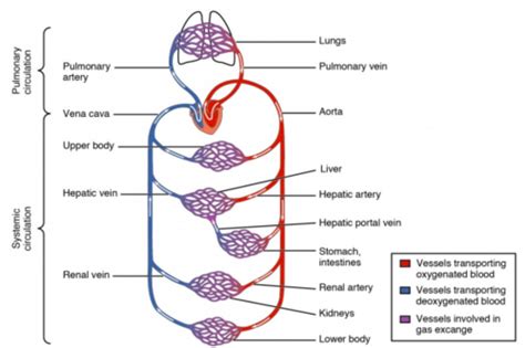 Pig Dissection Handout II Flashcards Quizlet