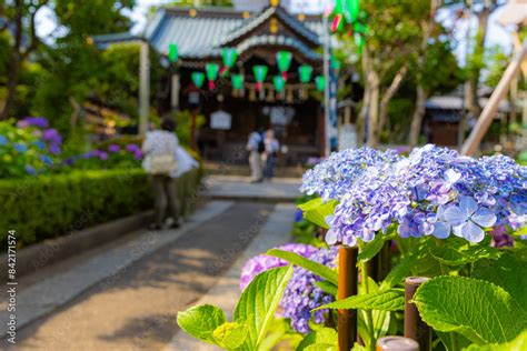 白山神社の紫陽花 Stock Photo Adobe Stock