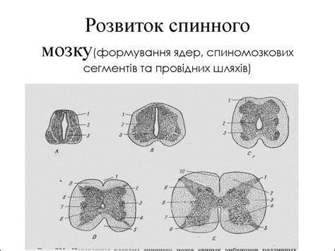 Будова та розвиток нервової системи Класифікація нервової системи