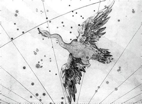 Cygnus Constellation Photograph By Royal Astronomical Societyscience