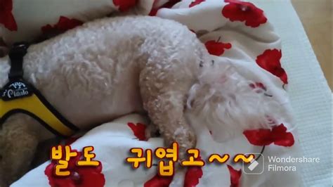 망나니 솔이의 일상 브이로그 쿠키영상 Youtube