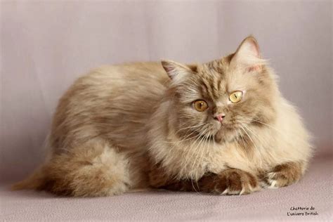 Chat Race British Marron Longhair Poil Long Jaime Trop Chat Blog