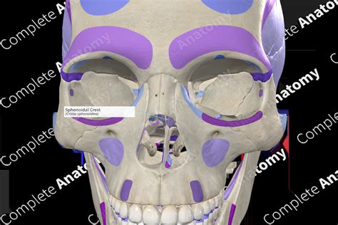 Sphenoidal Crest Complete Anatomy