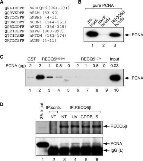 Interaction Between Recq5b And Pcna A The Putative Pcna Binding Download Scientific Diagram