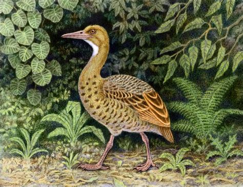 Art Illustration Prehistoric Birds Pseudocrypturus Is An Extinct