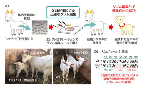 独自ゲノム編集技術を用いたゲノム編集ヤギ個体の作出に成功 Cheriee News