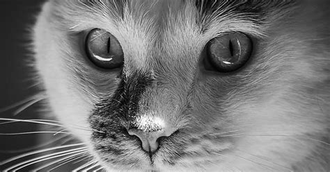 Long Time Lurker First Time Cat Poster Imgur