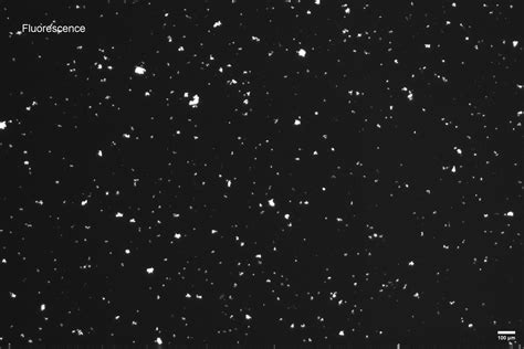 40k Mixture Of Nuclei Isolated From 4 Mouse Tissues Multiplexed