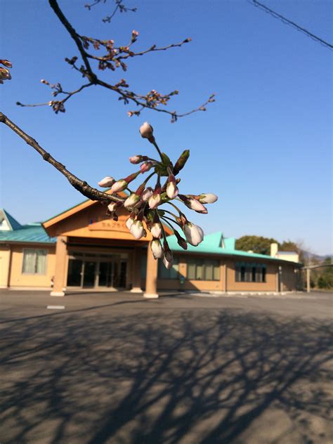 今年の桜