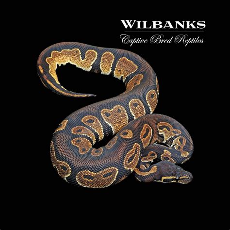 Blackhead Ball Python By Wilbanks Captive Bred Reptiles Morphmarket Blackhead Ball Python By Wilbanks Captive Bred Reptiles Morphmarket