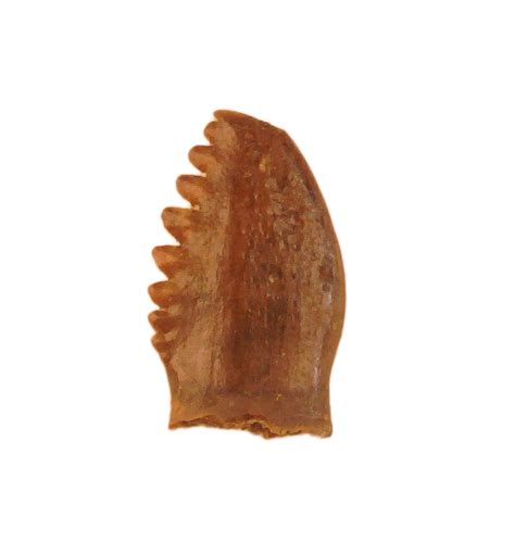 Pectinodon Tooth Lance Formation The Daily Rex