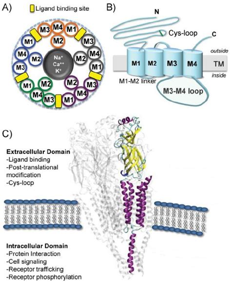 Structure And Function Of The Nicotinic Acetylcholine Receptor A
