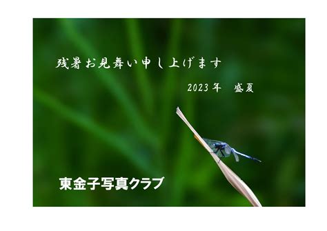 残暑お見舞い 東金子写真クラブ