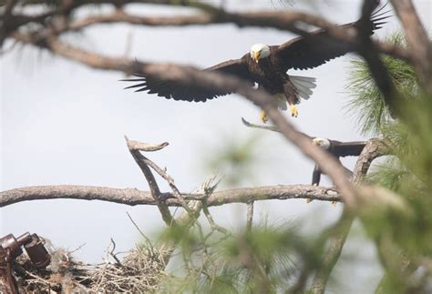 M15 And F23 From The Swfl Eagle Cam Welcome New Chick