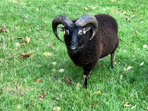 Gallery The Soay And Boreray Sheep Society