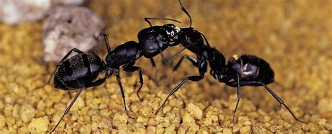 Ant Colonies Can Share A Single Social Metabolism All Thanks To The