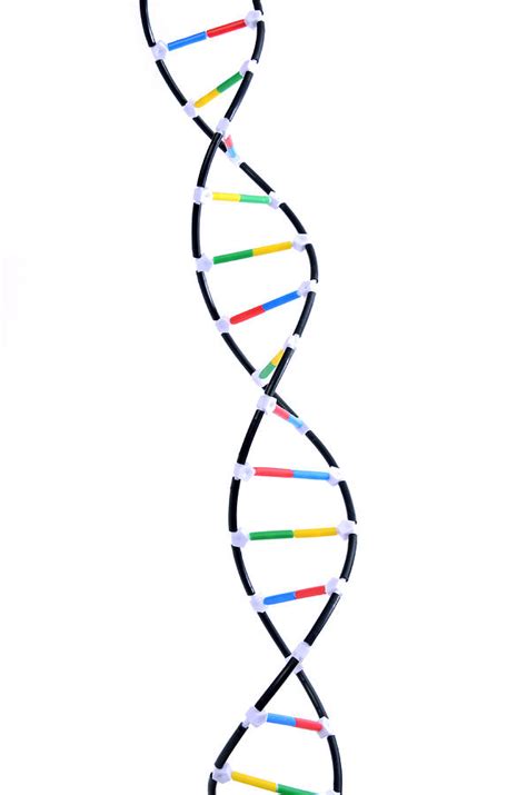How To Make A Dna Helix Model