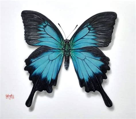 Papilio Ulysses – Krystle Suzanne Fine Art