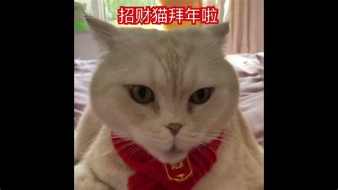 招财猫拜年啦 Cat Youtube