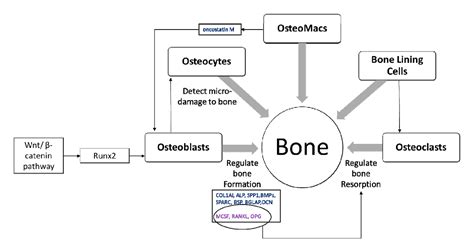Figure 3 From Biofabrication Of Functional Bone Tissue Defining Tissue Engineered Scaffolds