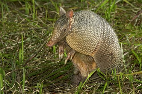 Should You Keep An Armadillo As A Pet