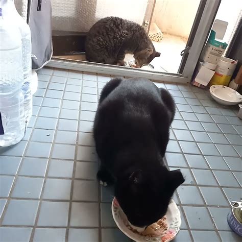 오늘아침도 사이좋게 맛있는 참치밥 먹고있는 시도와 재색이 Youtube