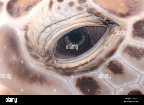 Turtle Eye Green Sea Turtle Or Pacific Green Turtle Chelonia Mydas