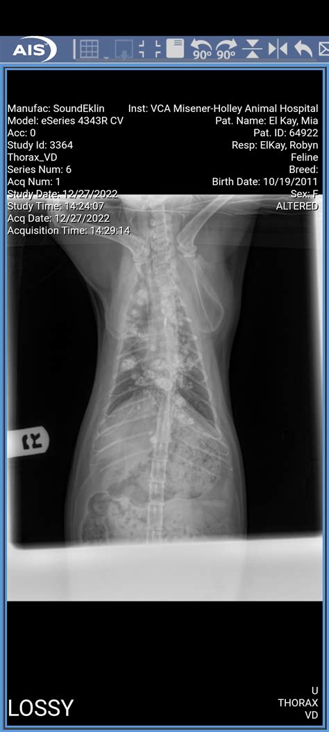 Update Senior Cat W Shadows On X Ray Seeking Differentials R Vet
