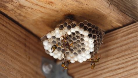 How To Safely Remove A Wasp Nest Pest Removal Expert