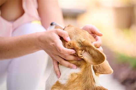 How To Check Your Pet For Fleas Beaphar