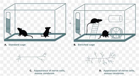 Environmental Enrichment Behavioral Enrichment Mouse Environmental