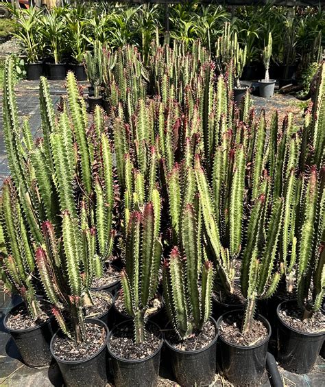 Euphorbia Trigona African Milk Tree True Green Nursery