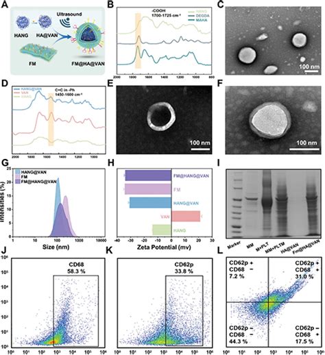 四川大学熊燕副教授、杨佼佼副研究员、李箭教授 Small：双靶向的细胞膜囊泡仿生纳米系统用于化脓性关节炎治疗 中国聚合物网科教新闻