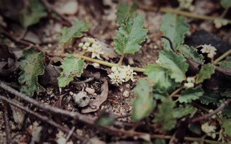 Genus Androcalva · Inaturalist
