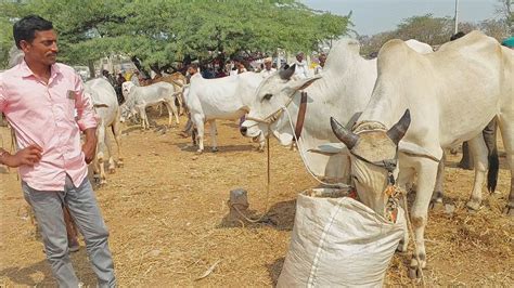 పన కటటకన చస నచచత తసకమటనన కమమర రత నగర కరనల
