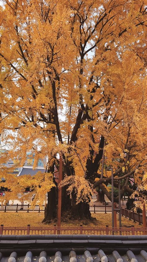문묘 은행나무의 가을 월간고경 백련불교문화재단